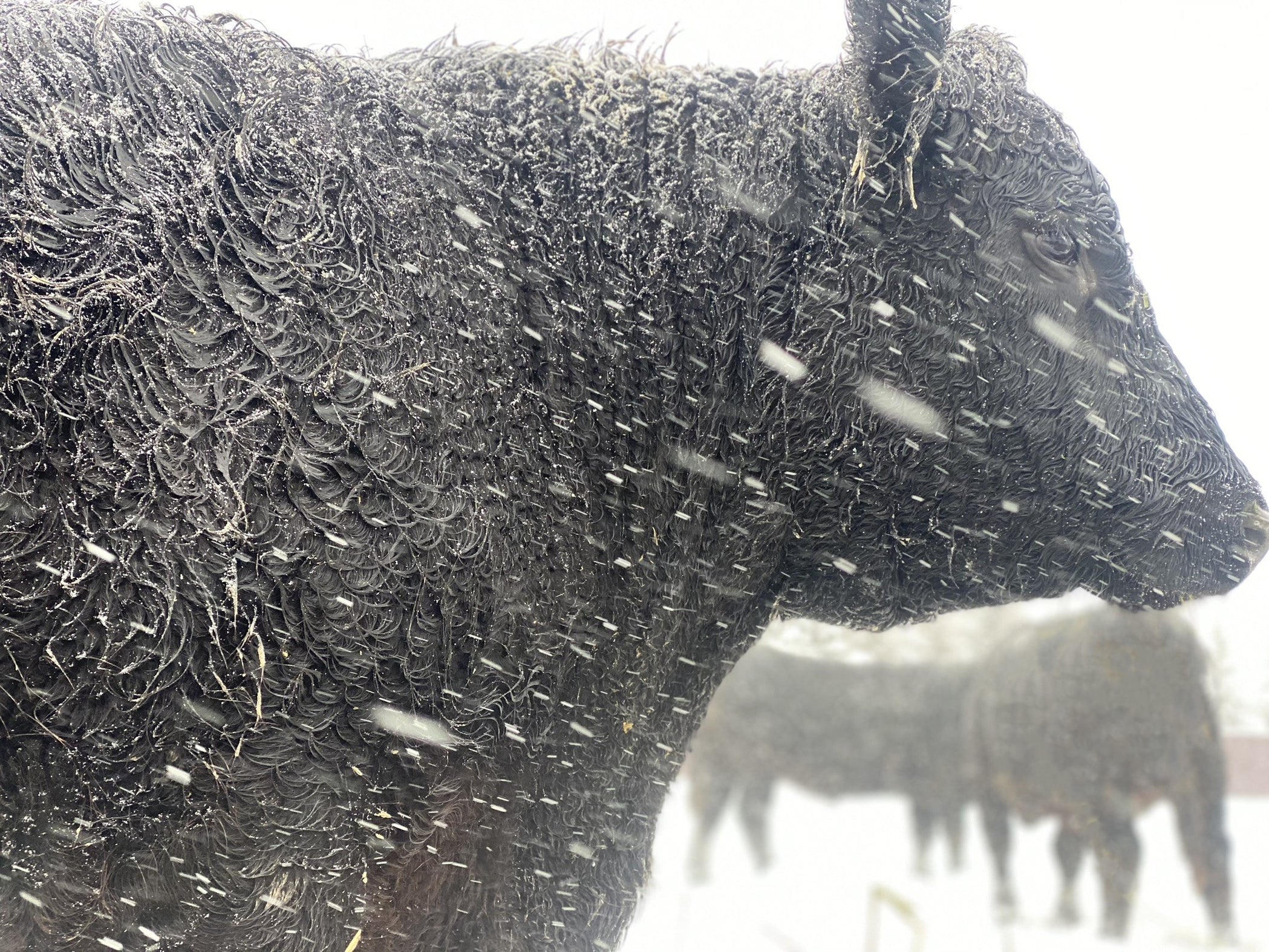 Premium Quality-Reliable Local Trusted Beef Rancher Supplier